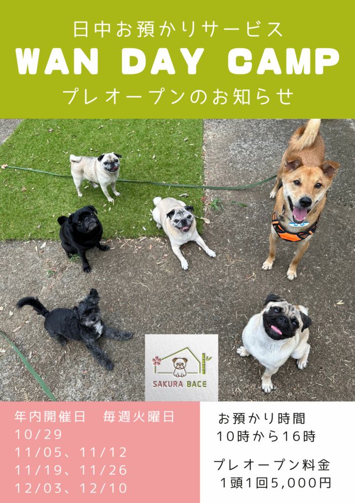 WAN DAY CAMP – SAKURA BACE